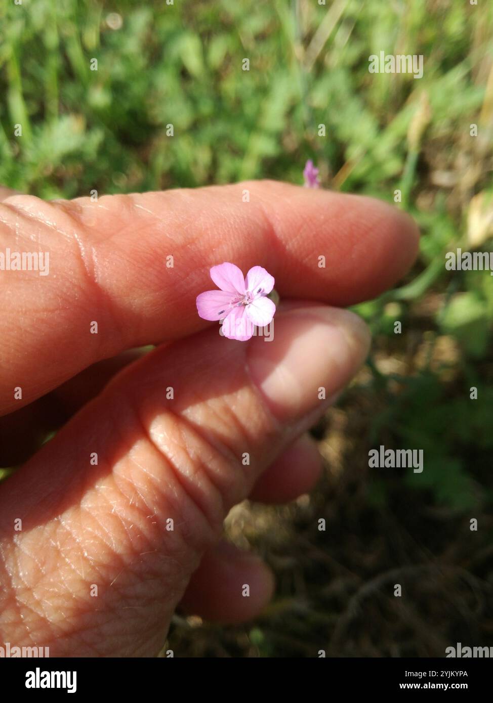 Proliferous Pink (Petrorhagia prolifera Stock Photo - Alamy