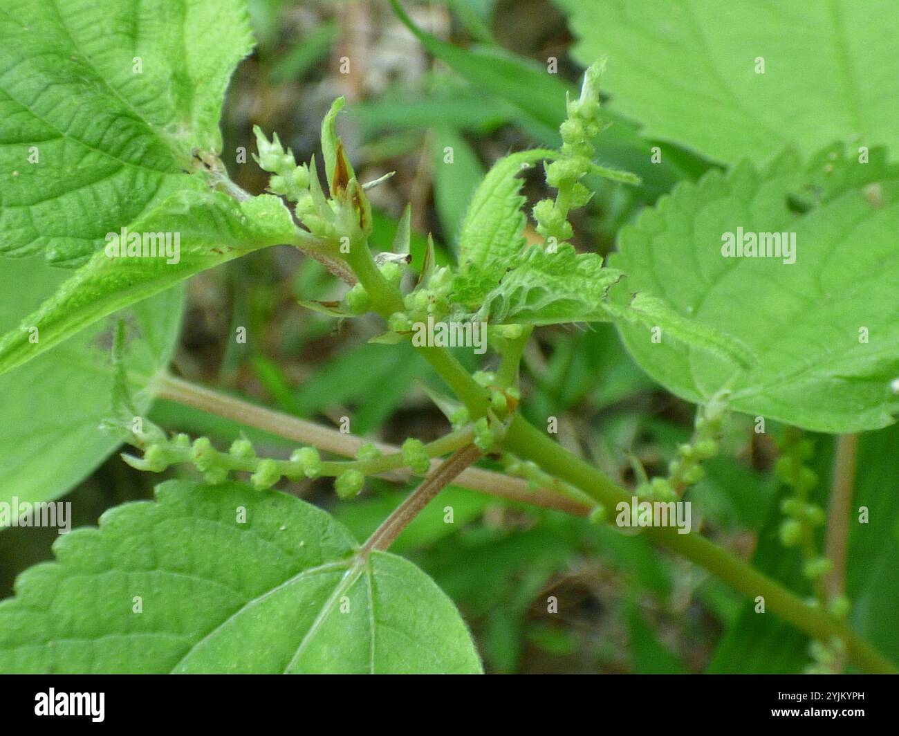 false nettle (Boehmeria cylindrica Stock Photo - Alamy