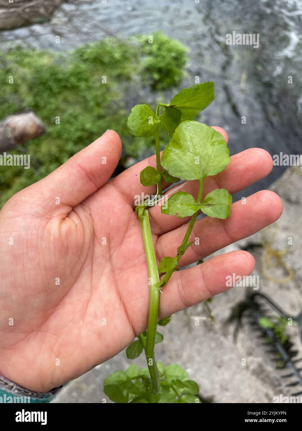 watercress (Nasturtium officinale Stock Photo - Alamy
