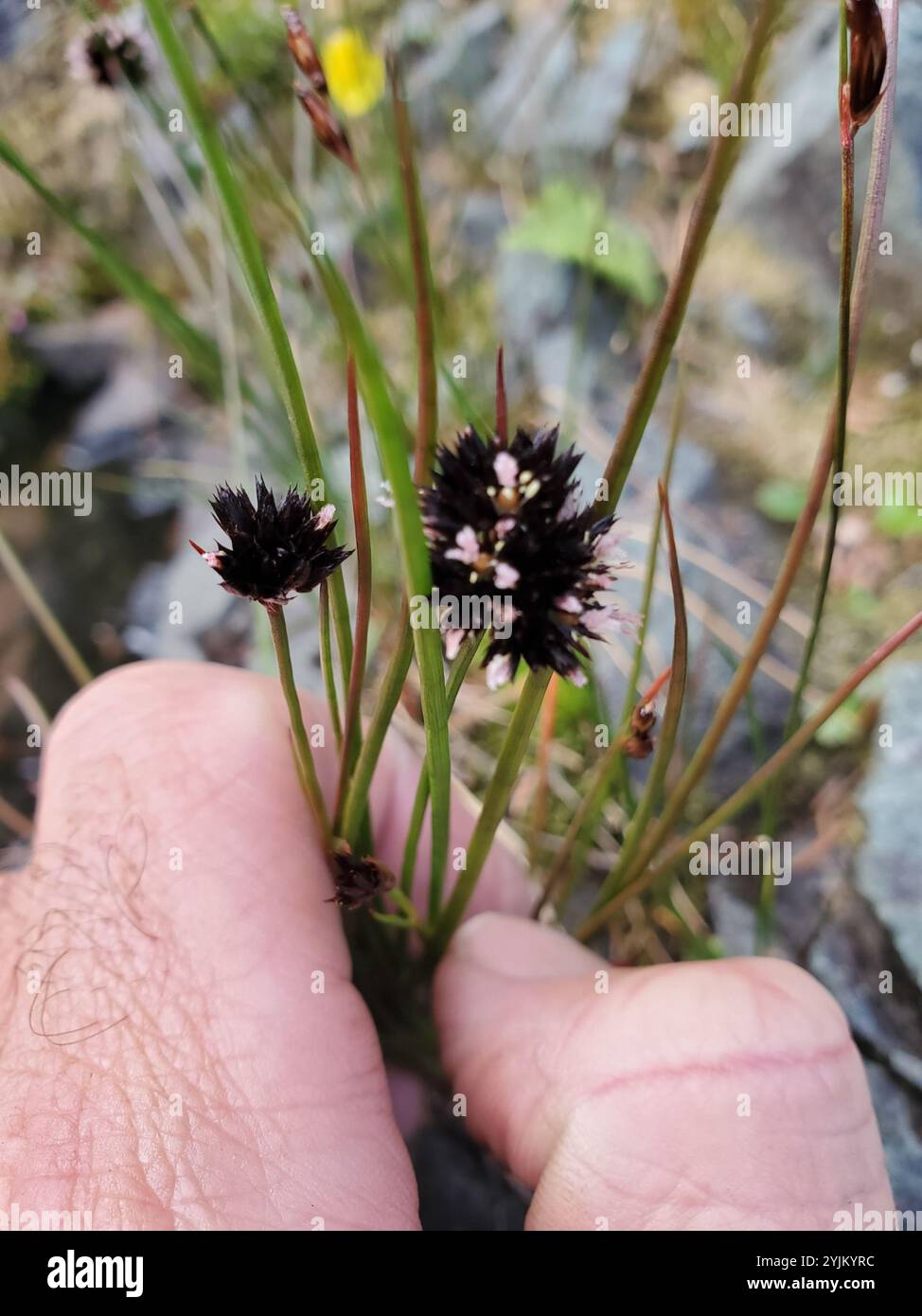 dagger rush (Juncus ensifolius Stock Photo - Alamy