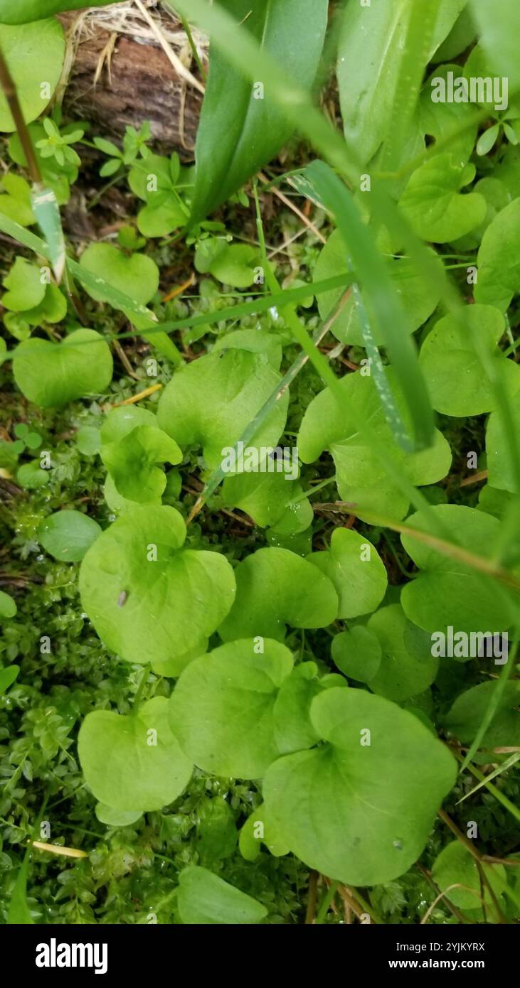 alpine marsh violet (Viola palustris Stock Photo - Alamy