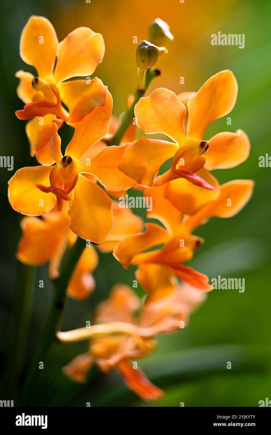 Dendrobium hybrid orchid are known for their bright, vibrant colours ...