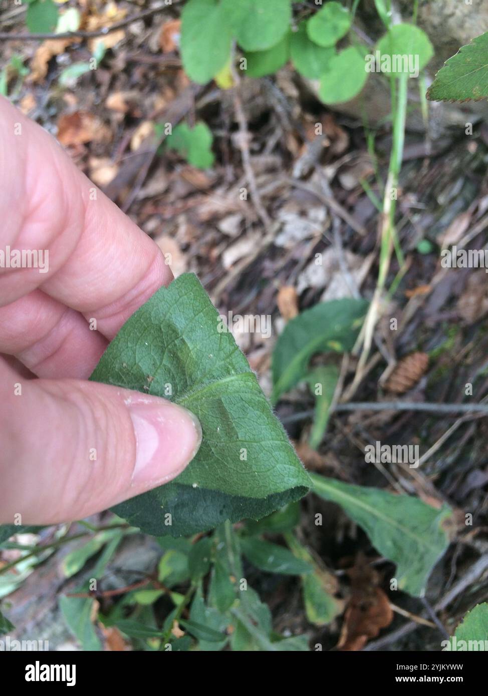 Hairy Goldenrod (Solidago hispida Stock Photo - Alamy