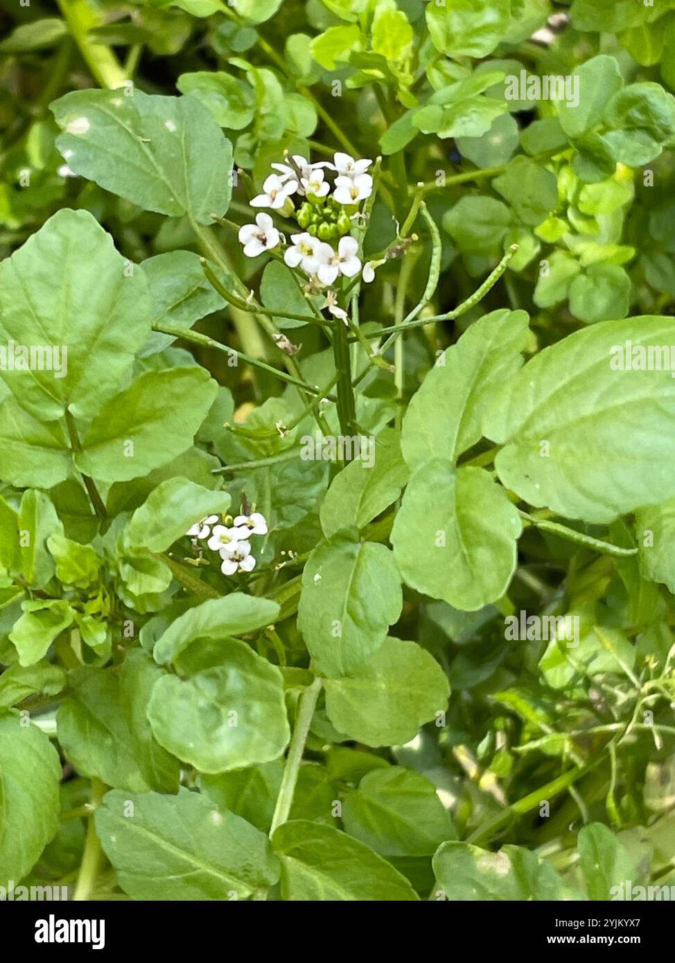 watercress (Nasturtium officinale Stock Photo - Alamy