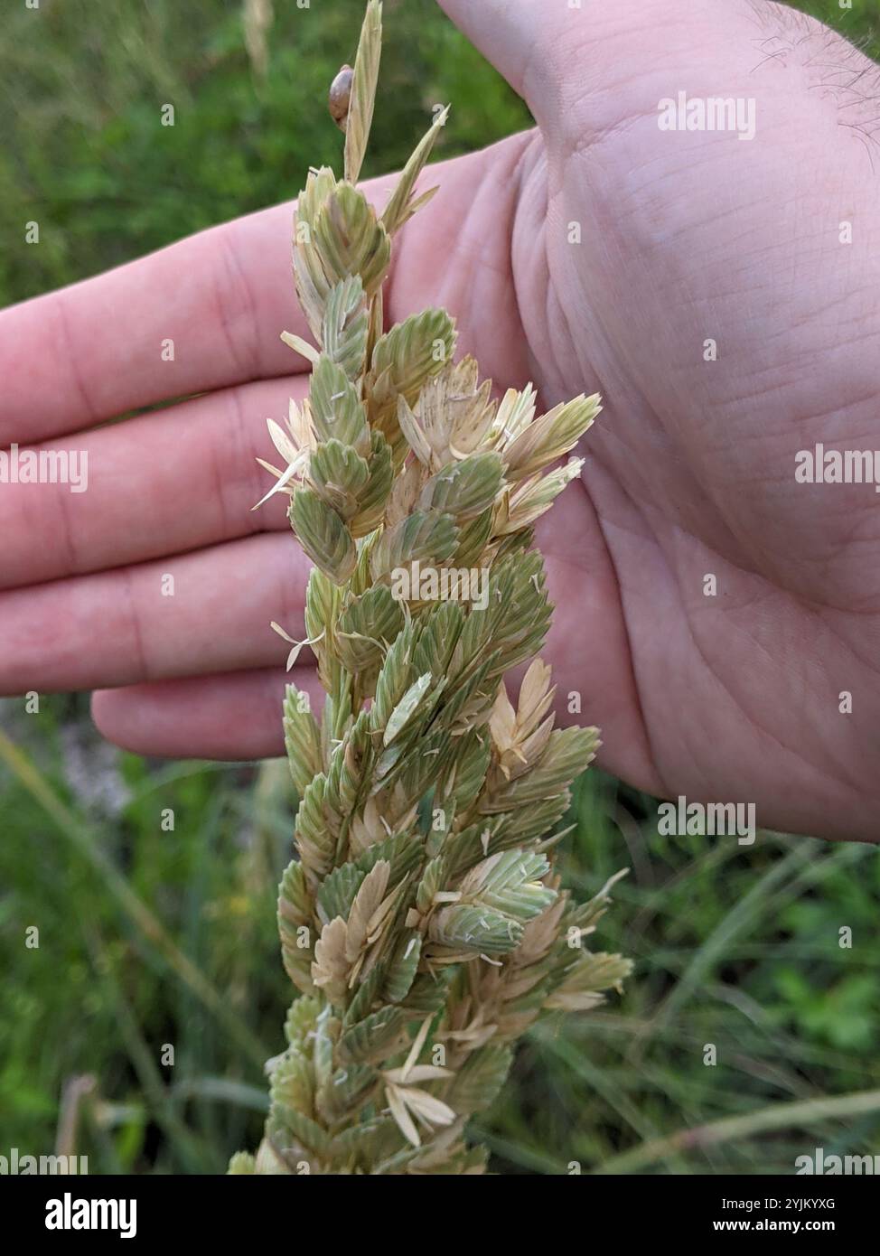 sea oats (Uniola paniculata Stock Photo - Alamy