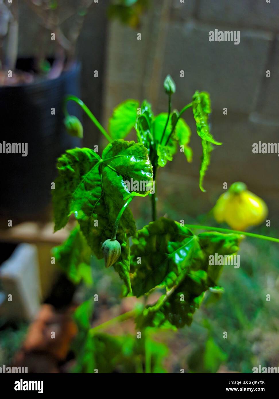 Redvein Abutilon (Callianthe picta Stock Photo - Alamy