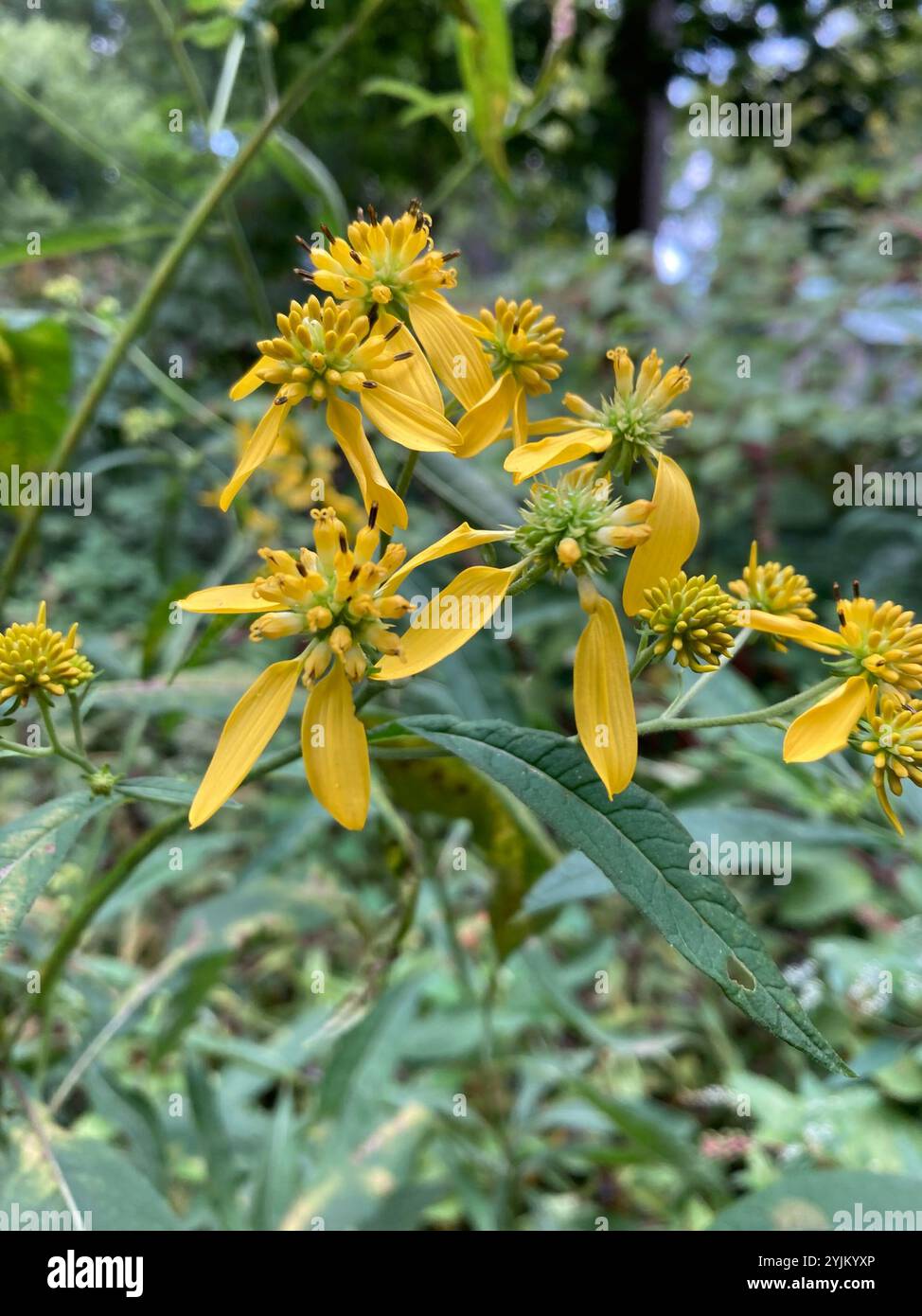 Wingstem (Verbesina alternifolia Stock Photo - Alamy