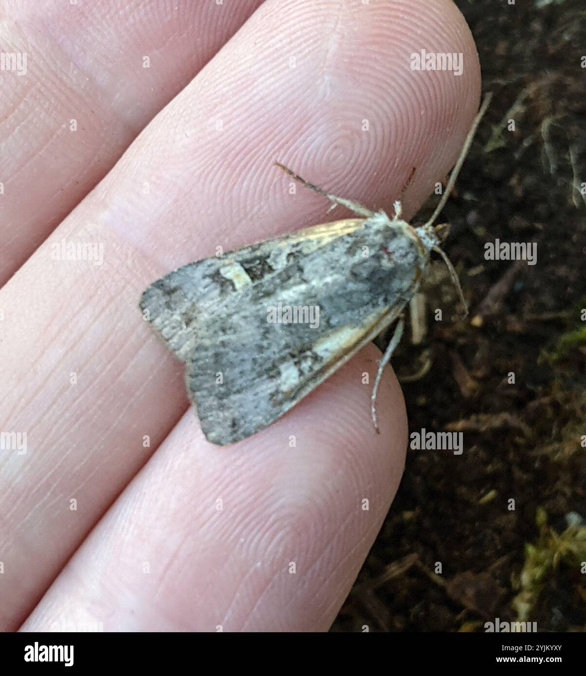 Cutworms and Dart Moths (Noctuinae Stock Photo - Alamy