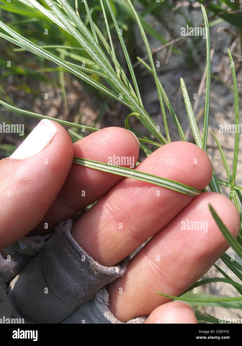 whorled milkweed (Asclepias verticillata Stock Photo - Alamy