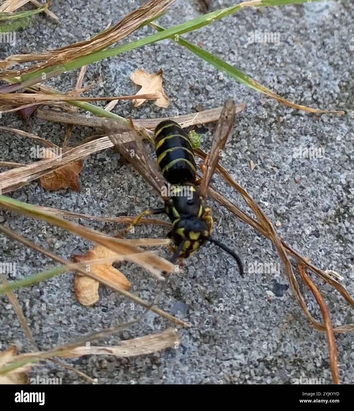 Common European Yellowjacket (Vespula vulgaris Stock Photo - Alamy
