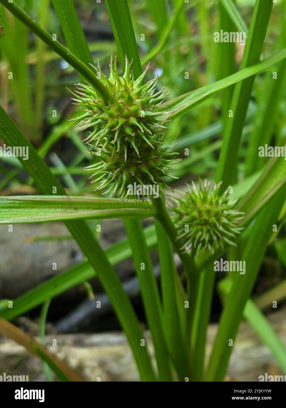 Sparganium emersum hi-res stock photography and images - Alamy