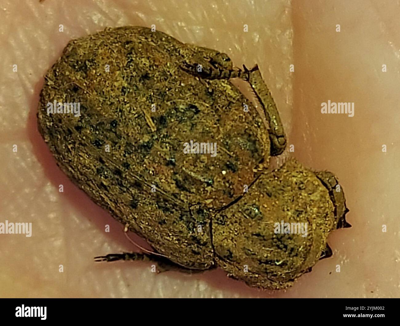 Omorgus hi-res stock photography and images - Alamy