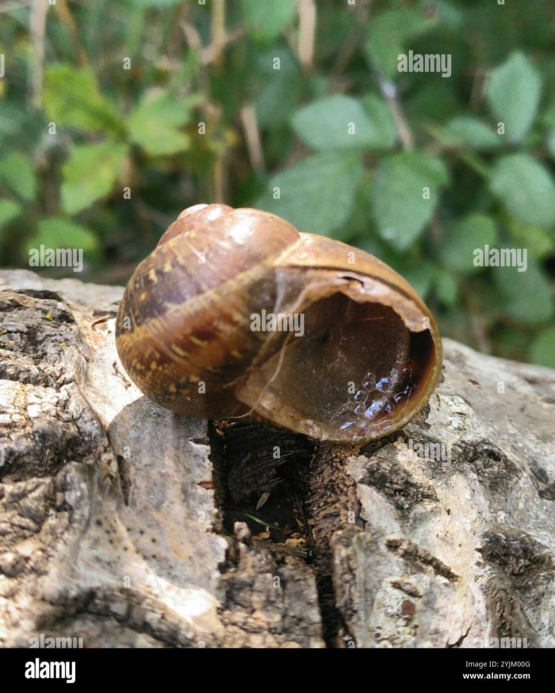 Garden Snail (Cornu aspersum Stock Photo - Alamy