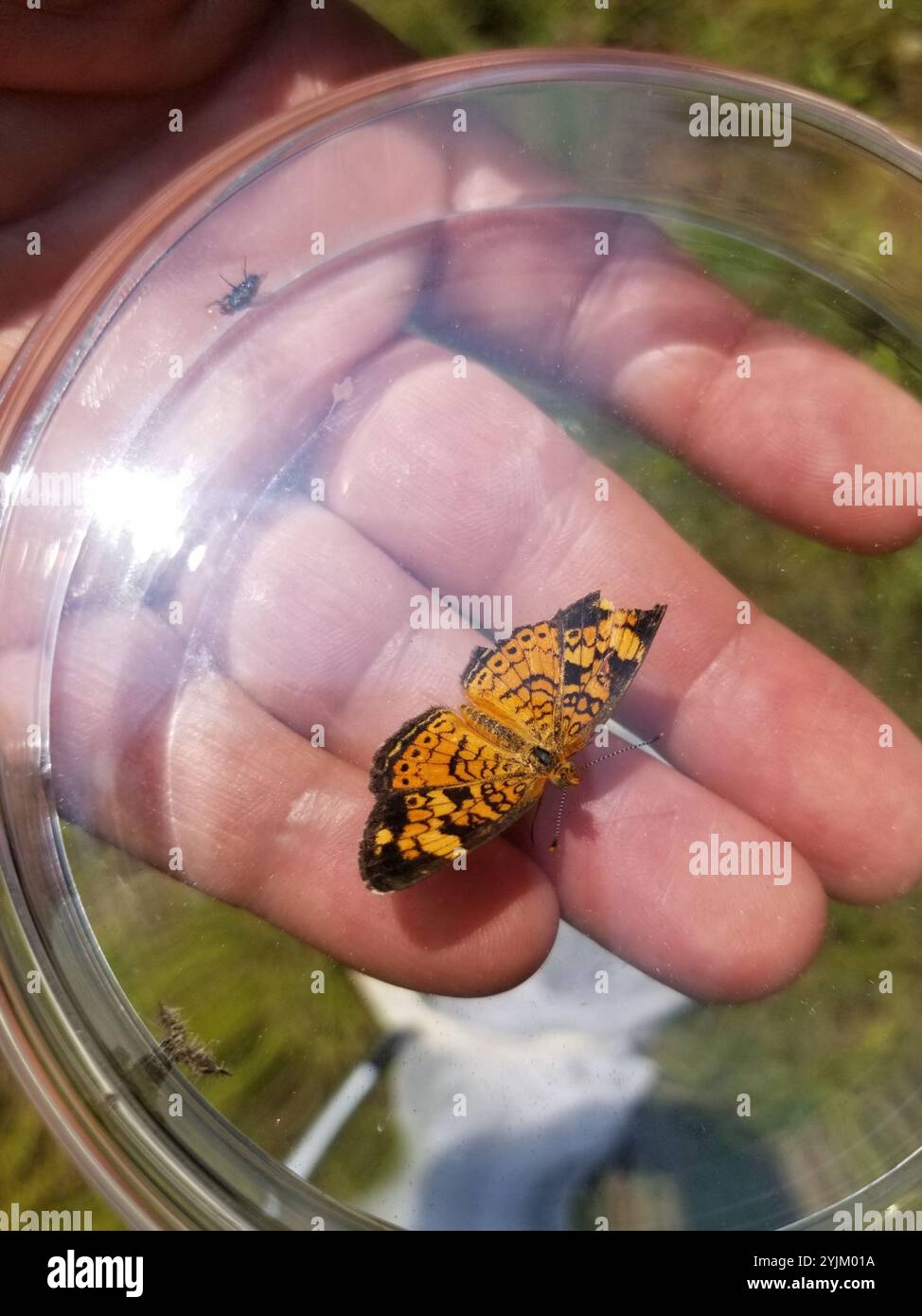 Pearl Crescent (Phyciodes tharos Stock Photo - Alamy