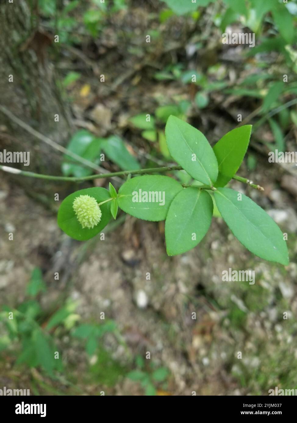 strawberry bush (Euonymus americanus Stock Photo - Alamy