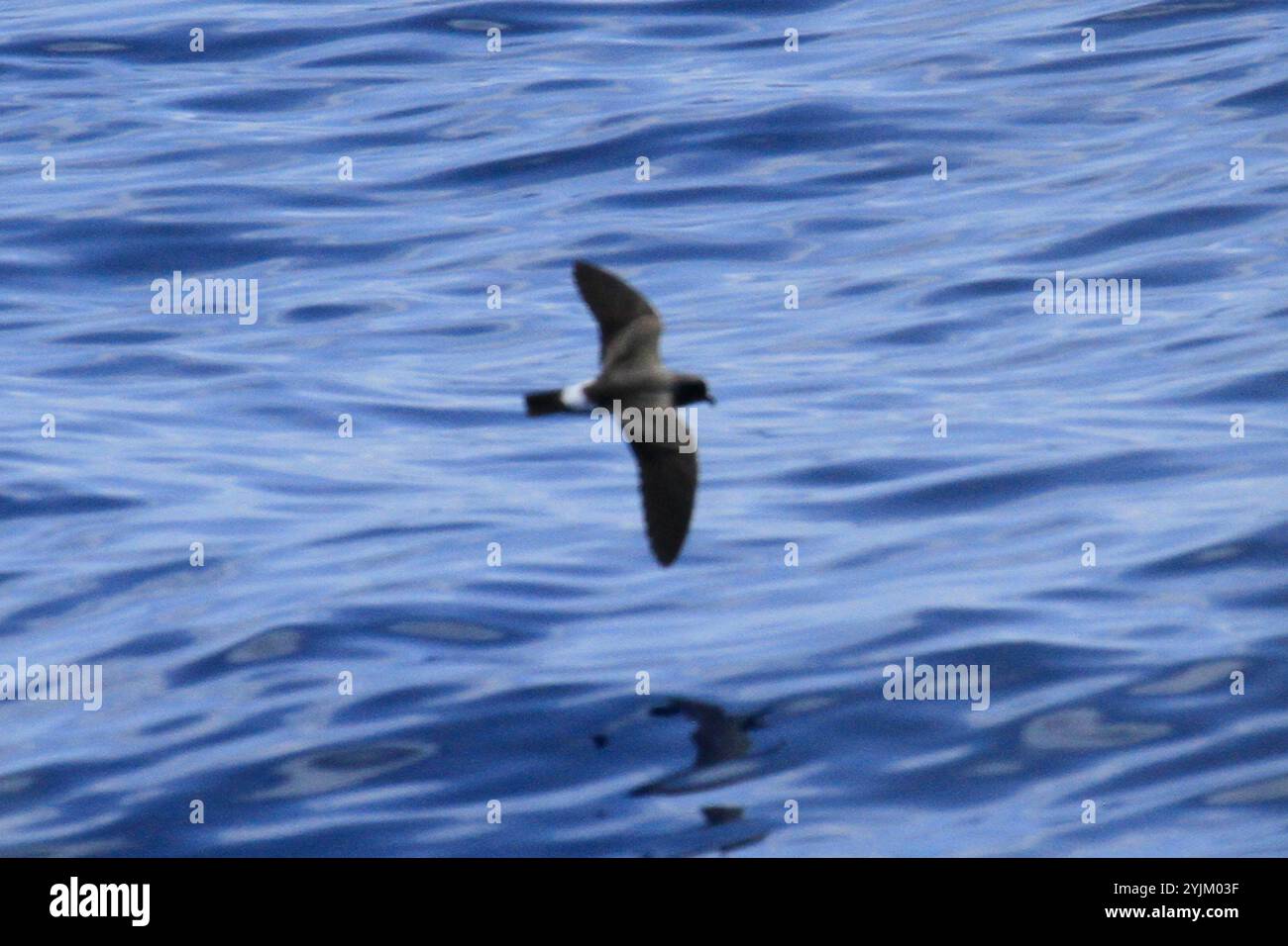 Band-rumped Storm-Petrel (Hydrobates castro Stock Photo - Alamy