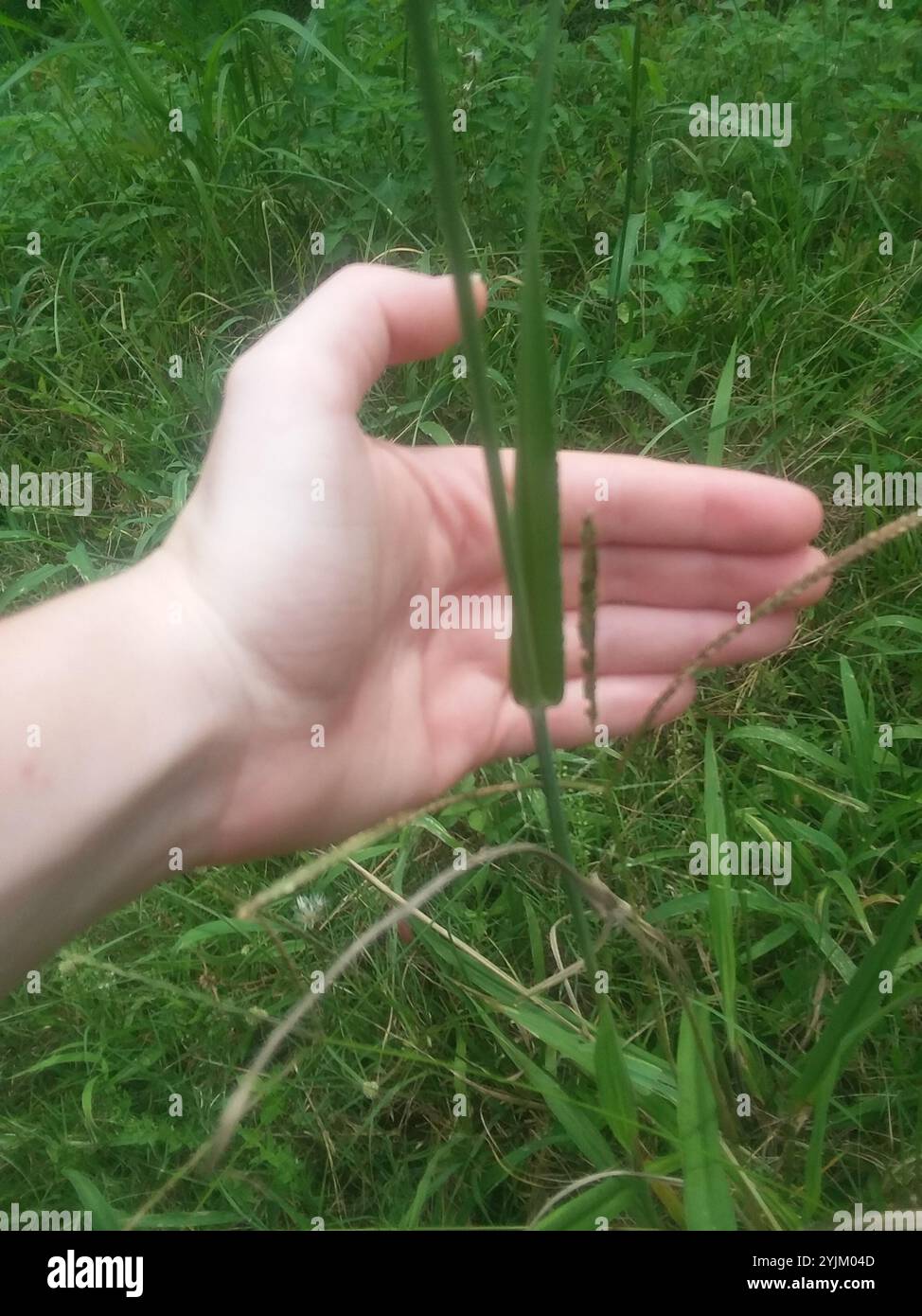 Vasey Grass (Paspalum urvillei Stock Photo - Alamy