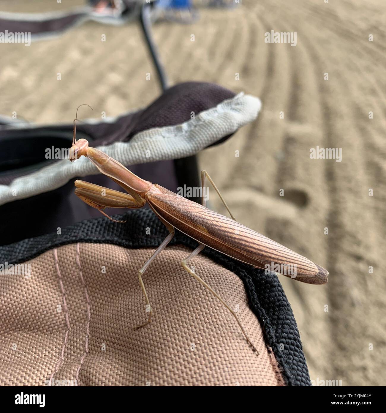 European Mantis (Mantis religiosa Stock Photo - Alamy
