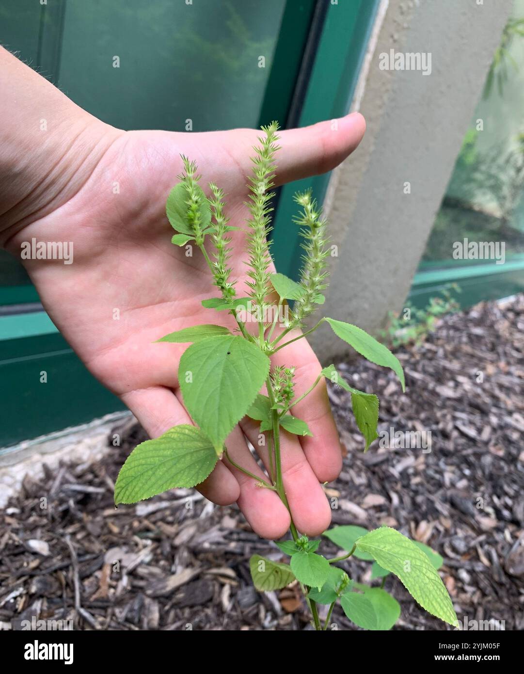Cuban copperleaf (Acalypha setosa Stock Photo - Alamy