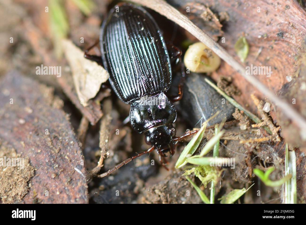 European Gazelle Beetle (Nebria brevicollis Stock Photo - Alamy