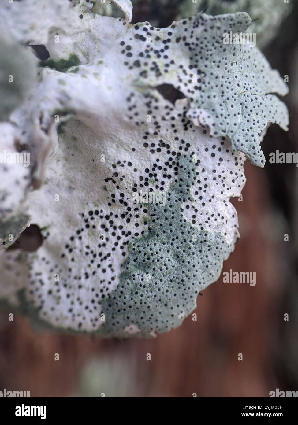 Ruffle Lichens (Parmotrema Stock Photo - Alamy