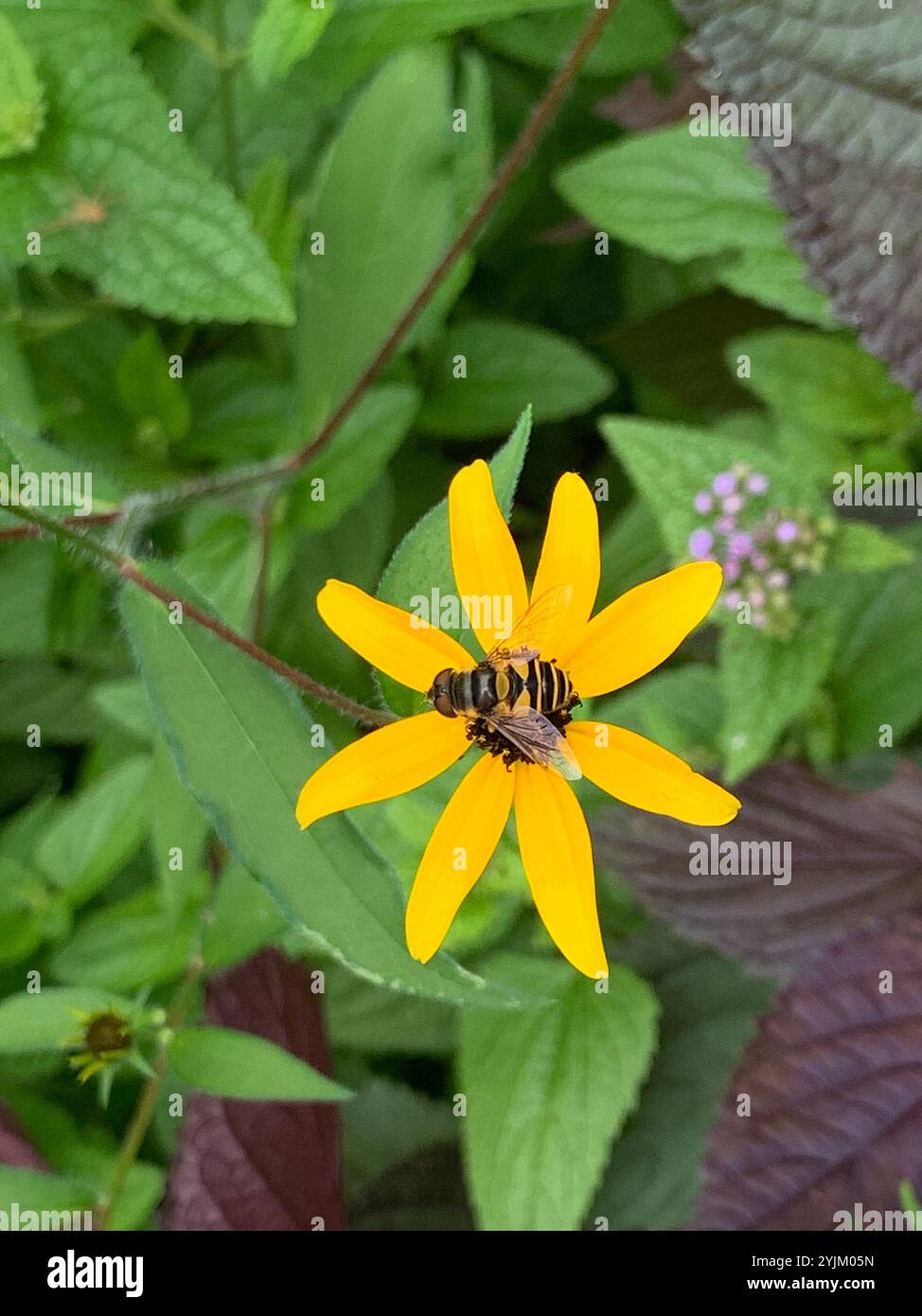 Transverse-banded Flower Fly (Eristalis transversa Stock Photo - Alamy