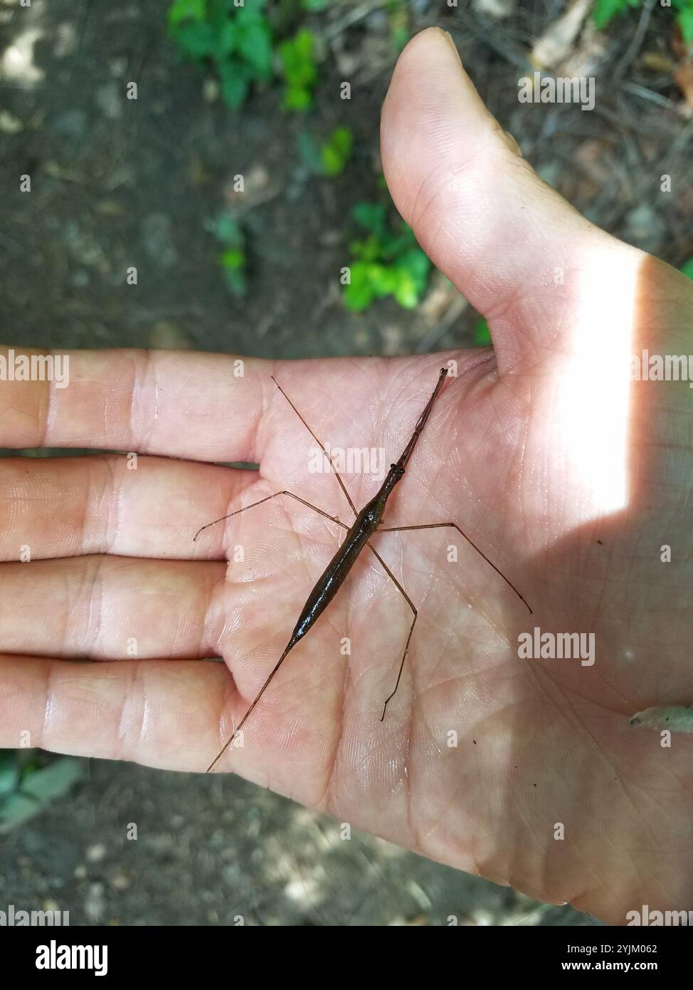 Brown Waterscorpion (Ranatra fusca Stock Photo - Alamy
