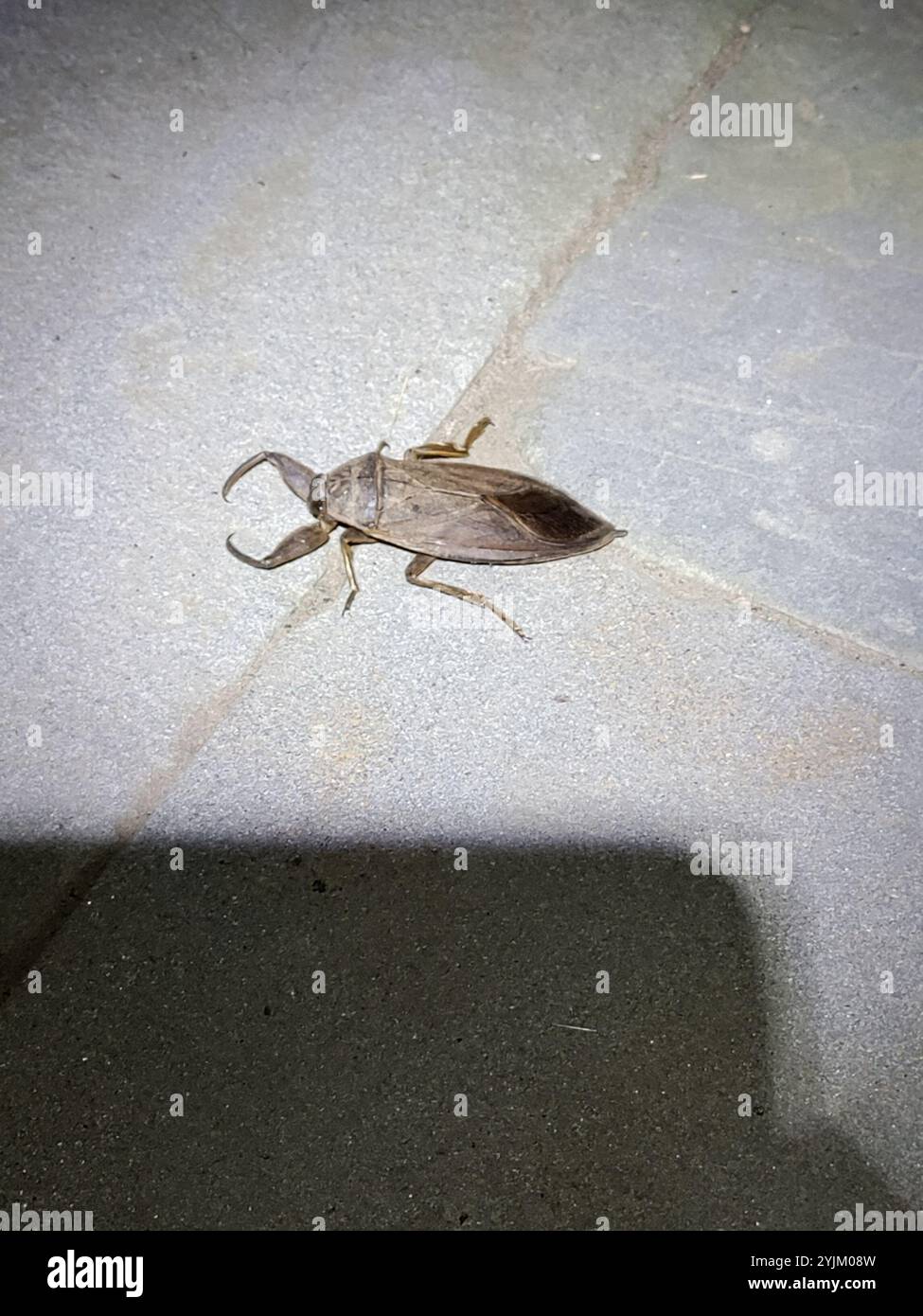 American Giant Water Bug (Lethocerus americanus Stock Photo - Alamy