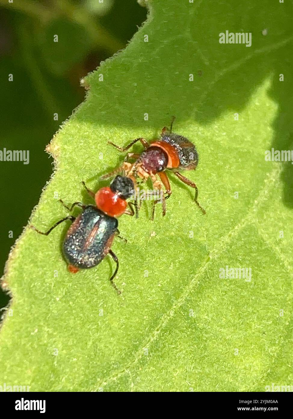 Collops hi-res stock photography and images - Alamy