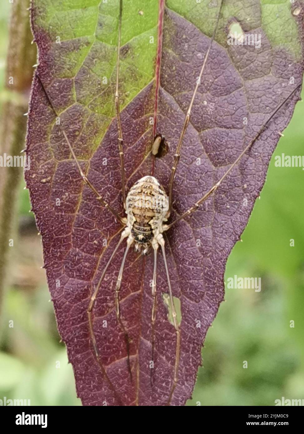 Saddleback Harvestman (Mitopus morio Stock Photo - Alamy