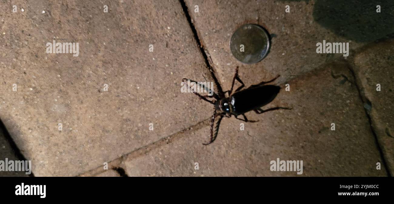 California Root Borer (Prionus californicus Stock Photo - Alamy