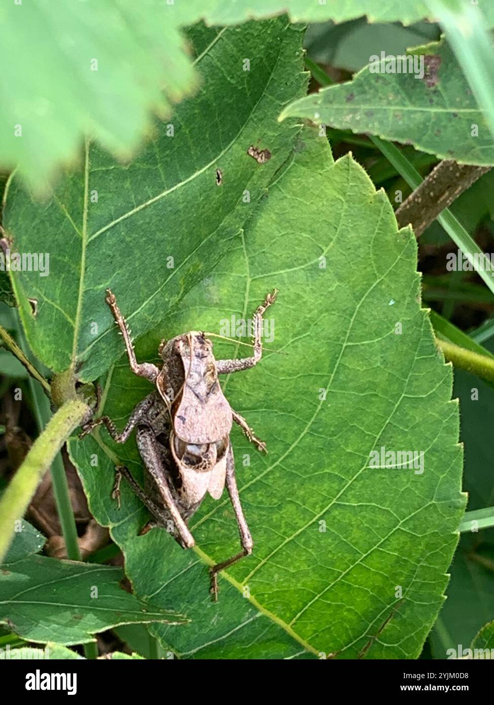 Protean Shieldback (Atlanticus testaceus Stock Photo - Alamy