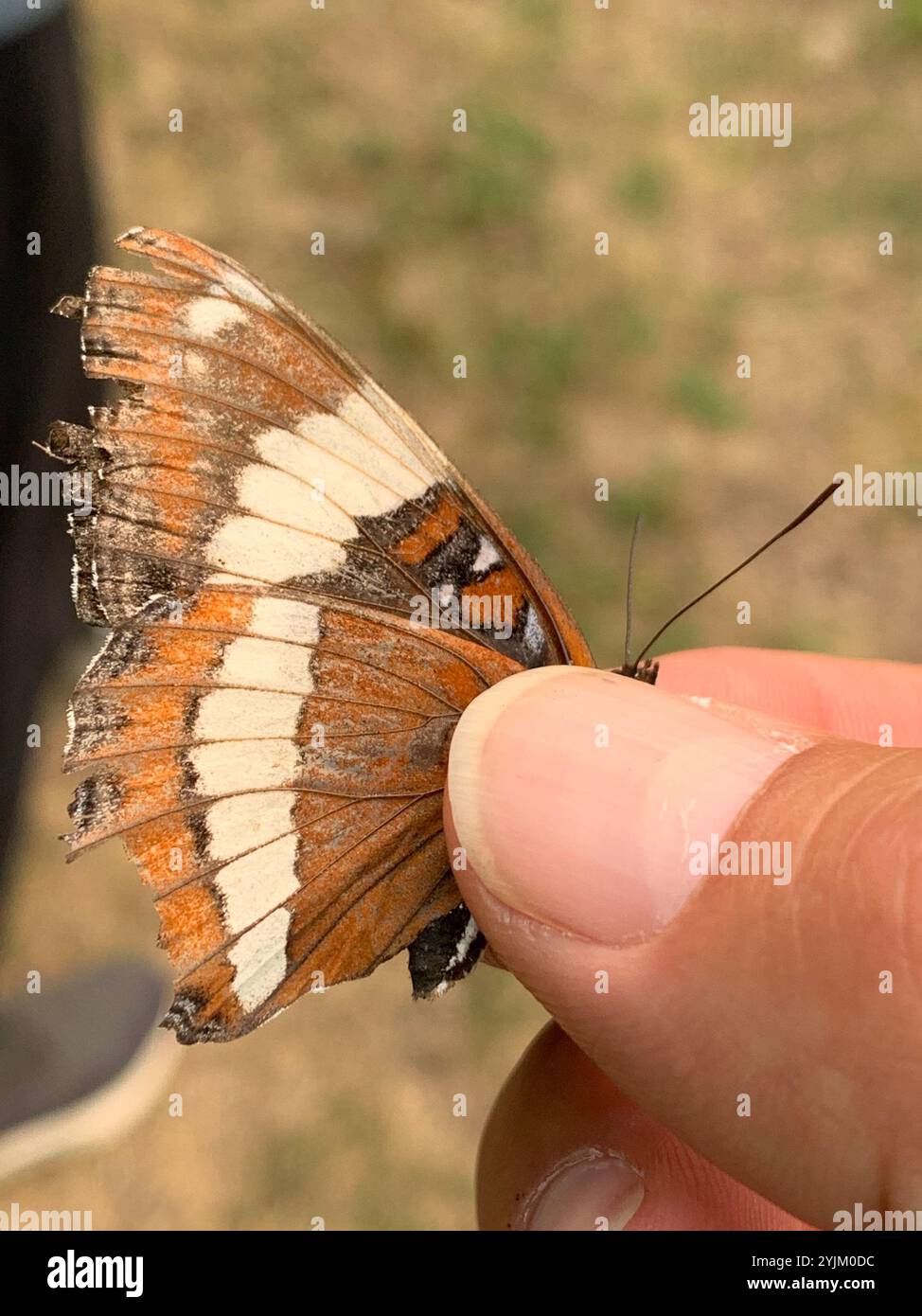Western White Admiral (Limenitis arthemis rubrofasciata Stock Photo - Alamy