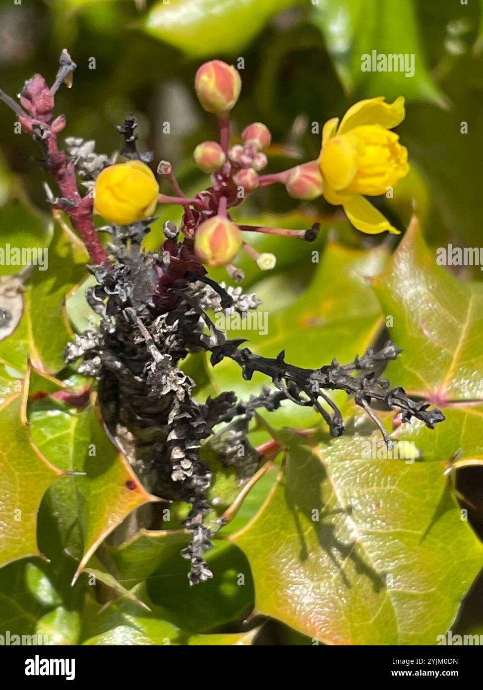 California barberry hi-res stock photography and images - Alamy