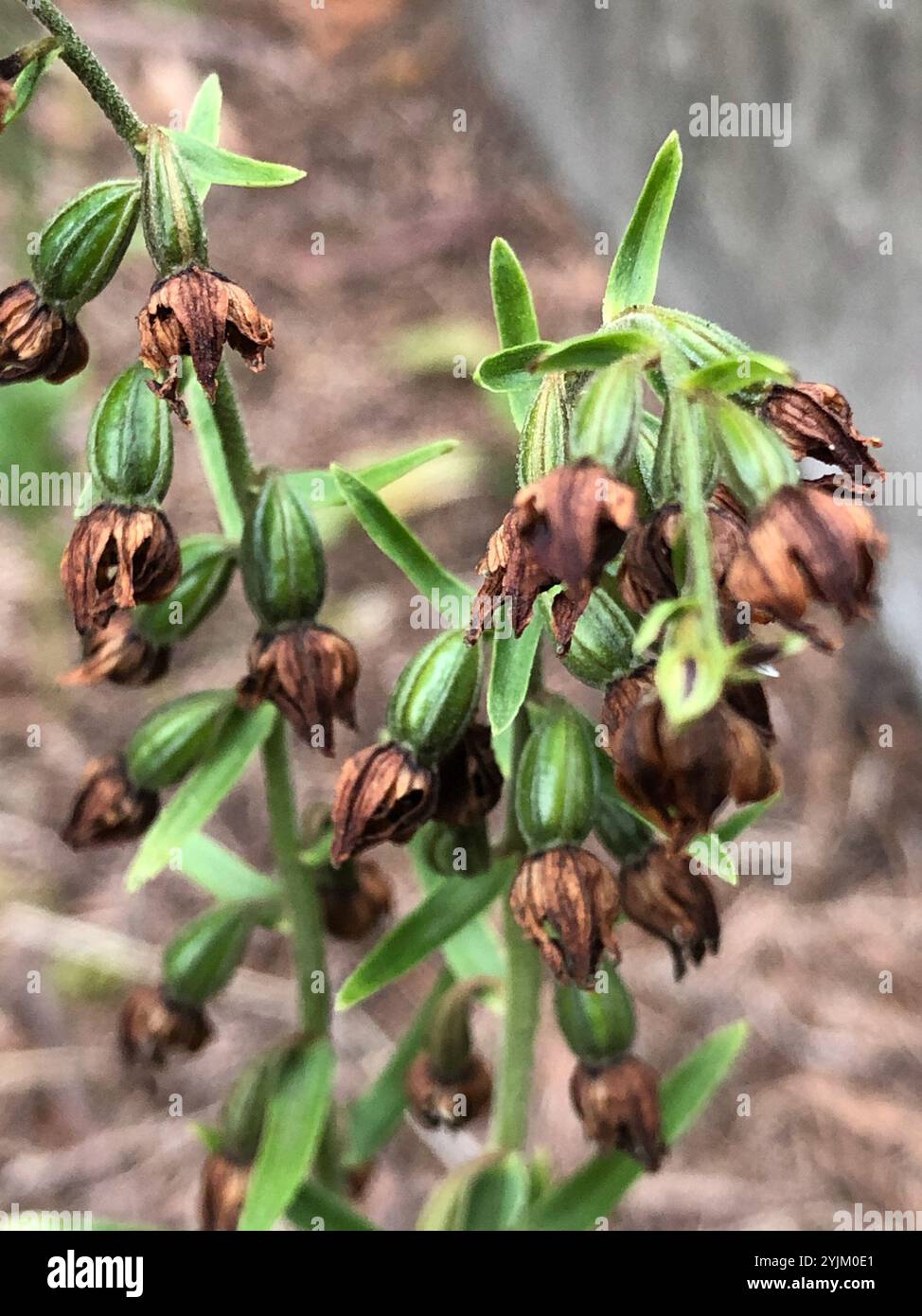 Broad-leaved helleborine (Epipactis helleborine Stock Photo - Alamy
