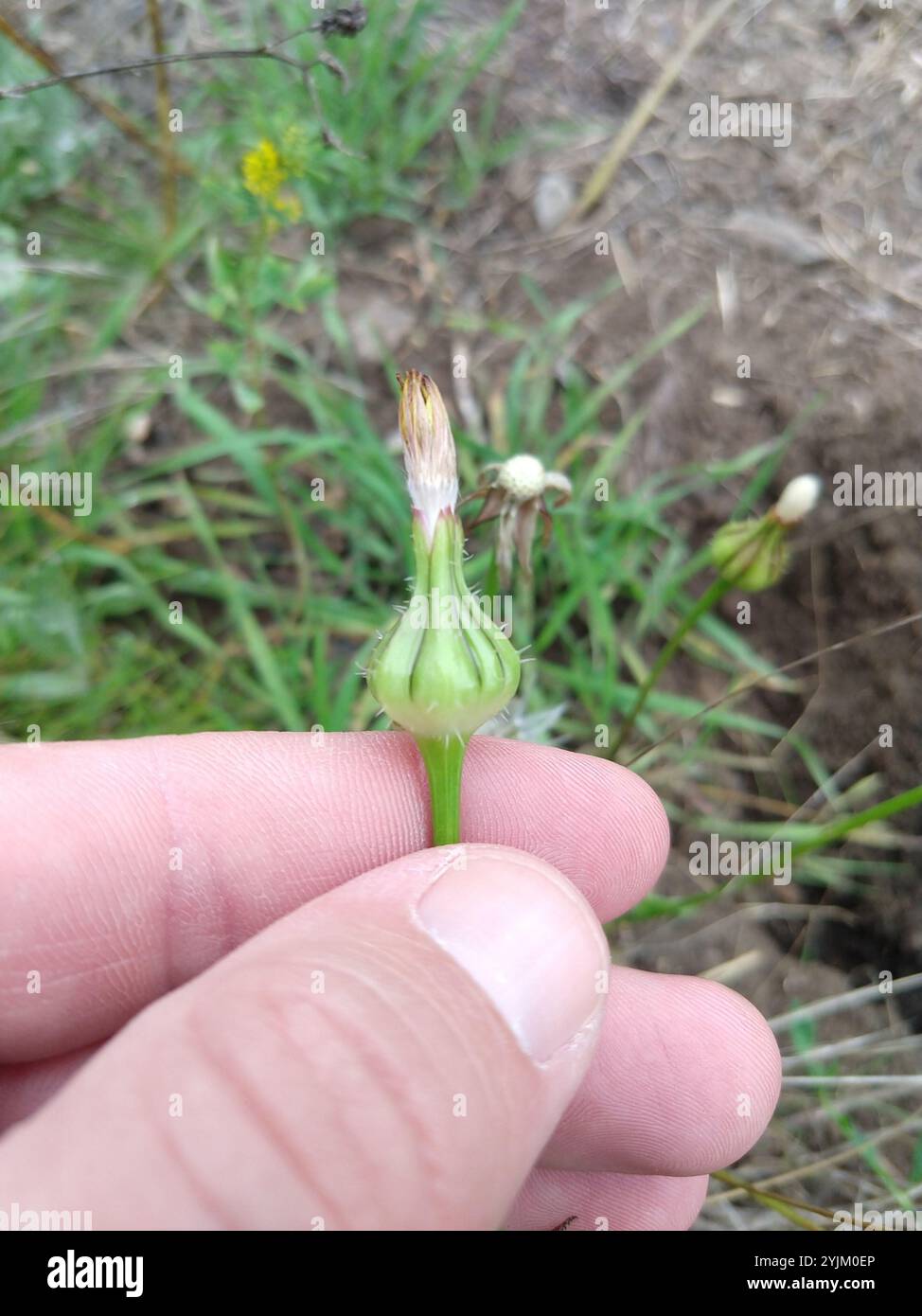 Urospermum picroides hi-res stock photography and images - Alamy