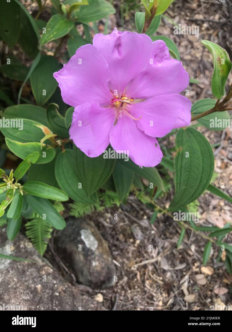 Common Melastoma (Melastoma candidum Stock Photo - Alamy