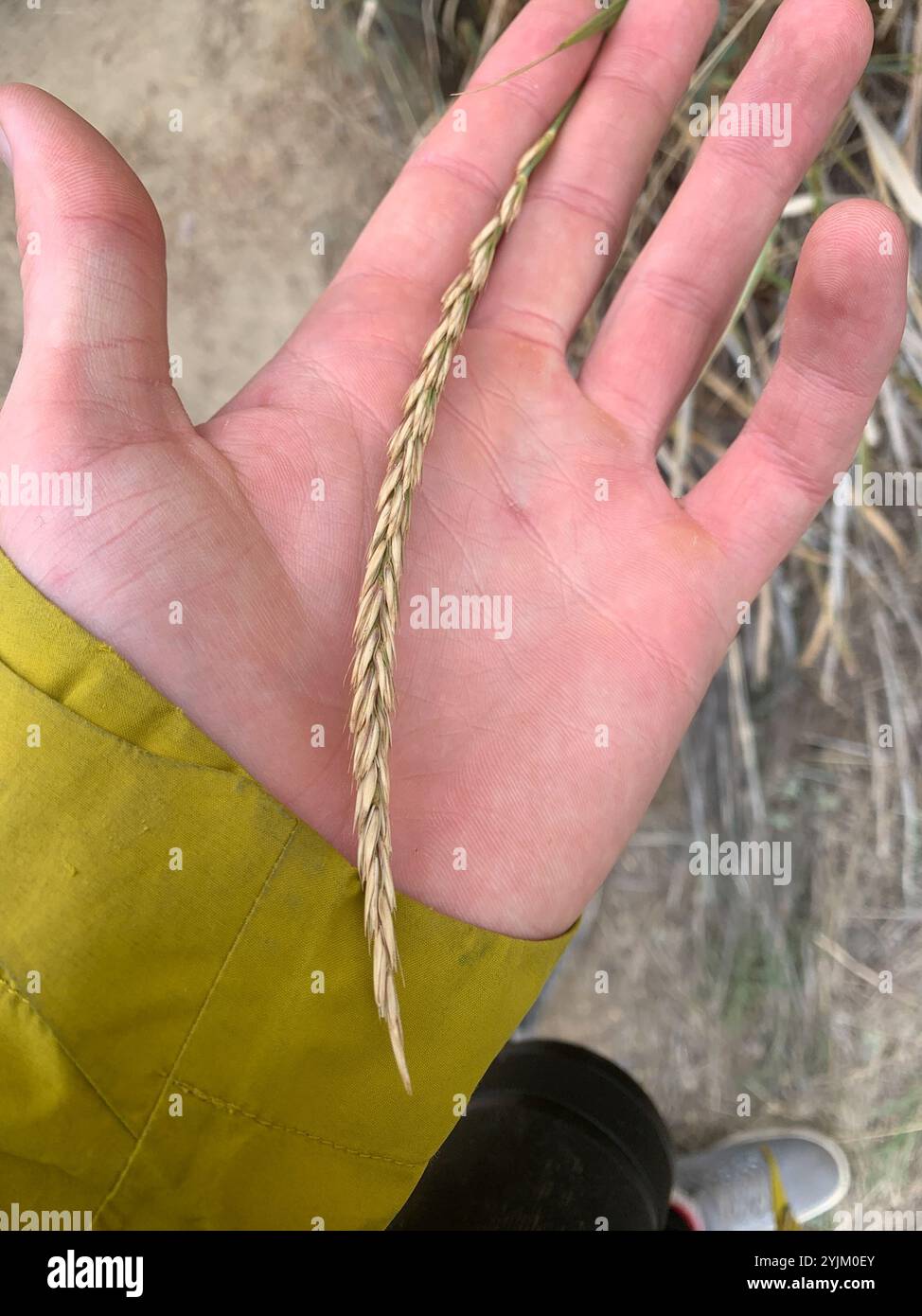 Leymus cinereus hi-res stock photography and images - Alamy