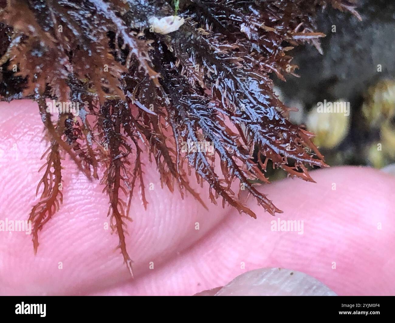 Gelidium hi-res stock photography and images - Alamy