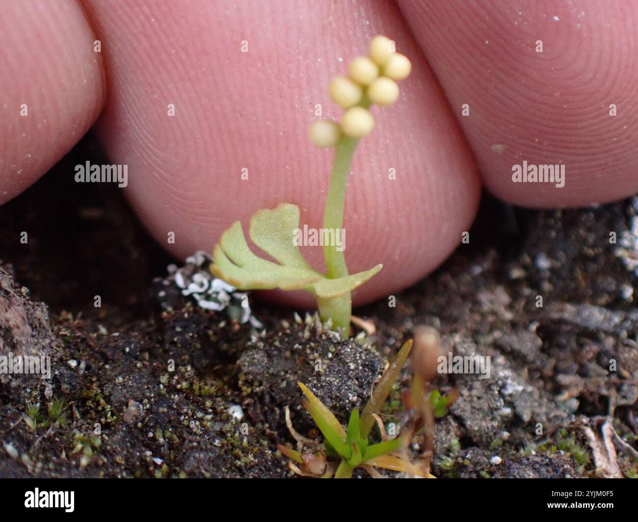 Mingan moonwort (Botrychium minganense Stock Photo - Alamy