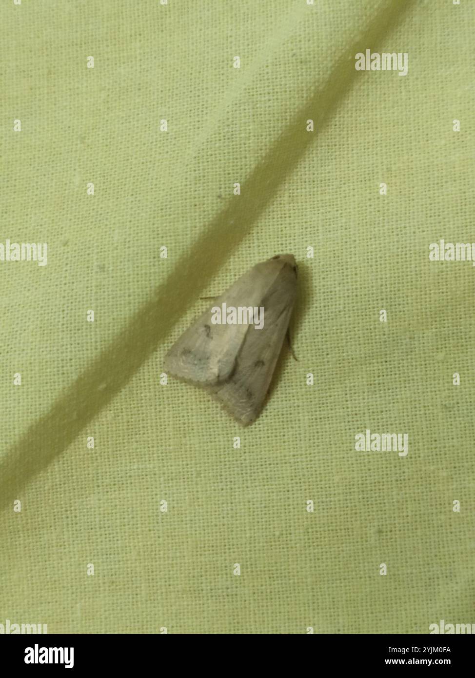 Cotton Bollworm Moth (Helicoverpa armigera Stock Photo - Alamy