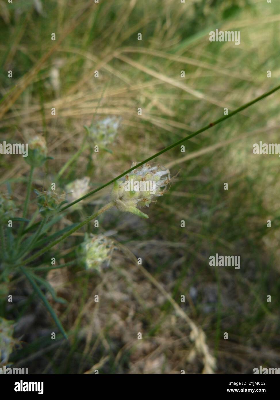 Plantago arenaria hi-res stock photography and images - Alamy