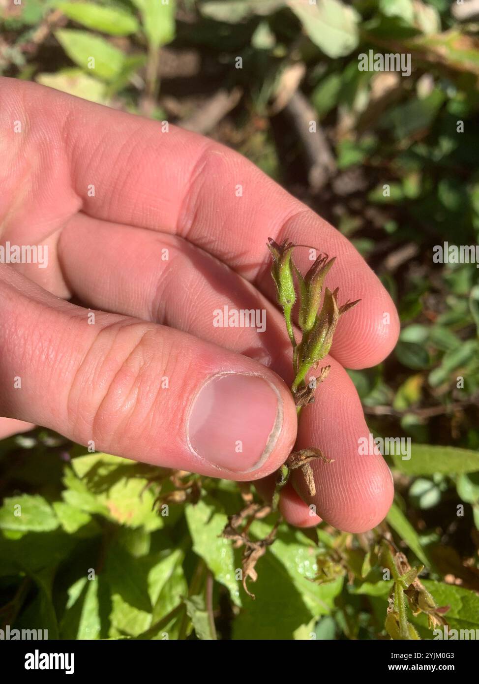 Eggleaf Beardtongue (Penstemon ellipticus Stock Photo - Alamy