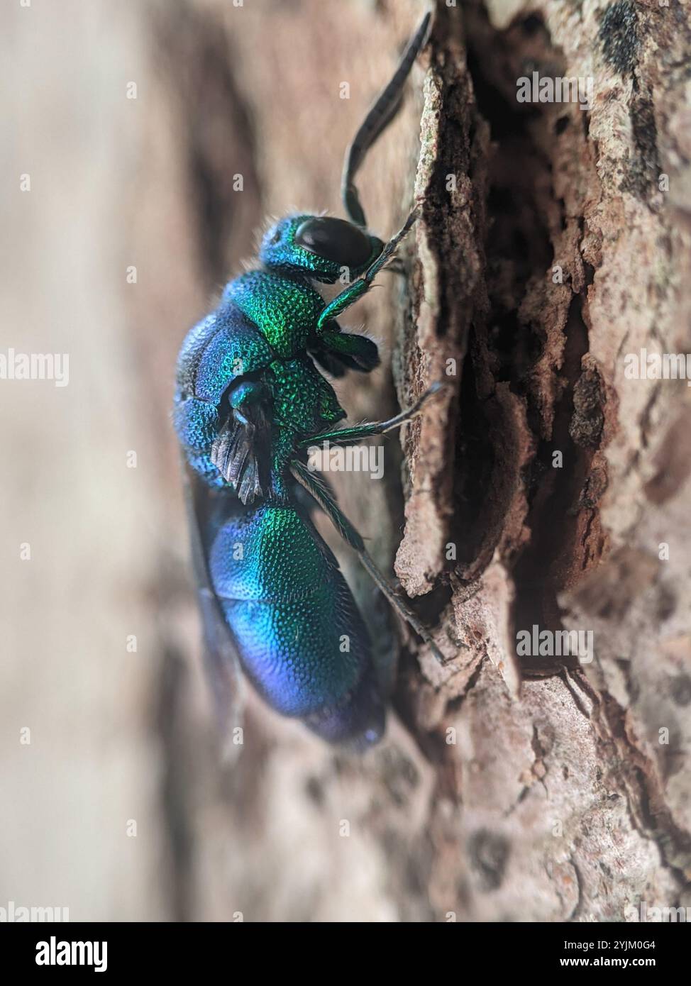 Metallic Bluish-green Cuckoo Wasp (Chrysis angolensis Stock Photo - Alamy