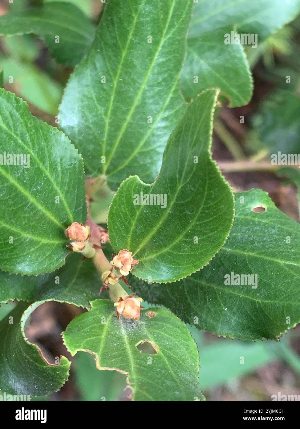 Snowbrush Ceanothus (Ceanothus velutinus Stock Photo - Alamy