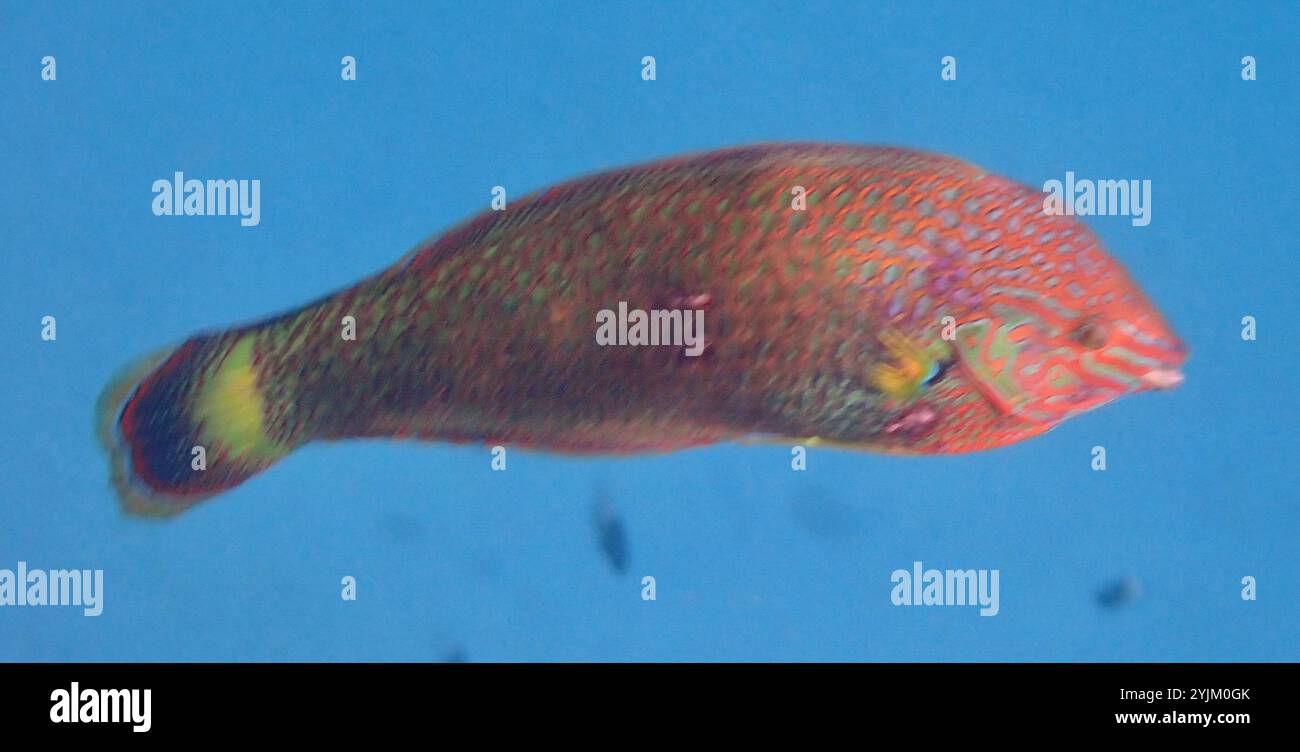 Red Sea Dusky Wrasse (Halichoeres marginatus Stock Photo - Alamy