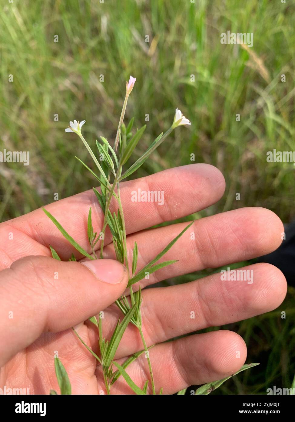 Linear-leaf Willowherb (Epilobium leptophyllum Stock Photo - Alamy