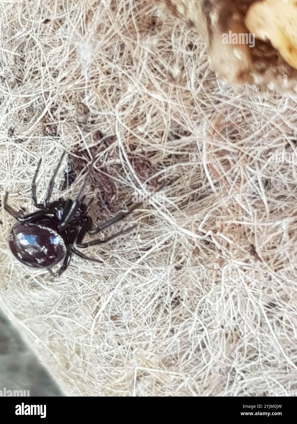 Black Cobweb Spider (Steatoda capensis Stock Photo - Alamy