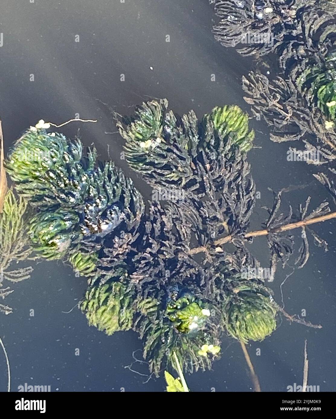 coontail (Ceratophyllum demersum Stock Photo - Alamy