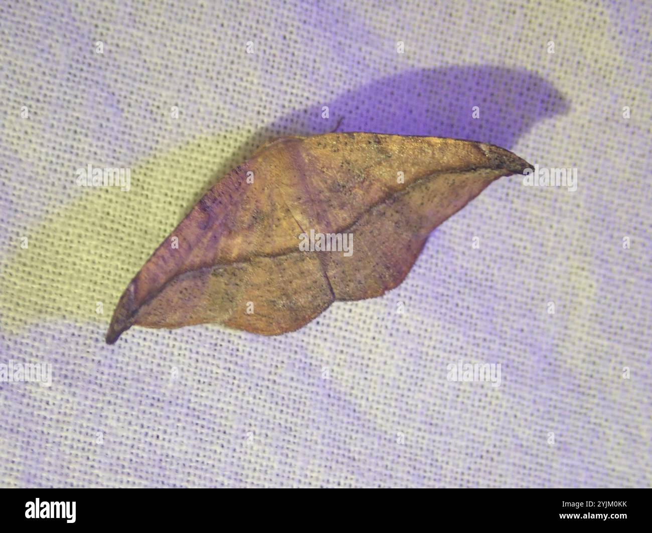 Juniper Geometer Moth (Patalene olyzonaria Stock Photo - Alamy